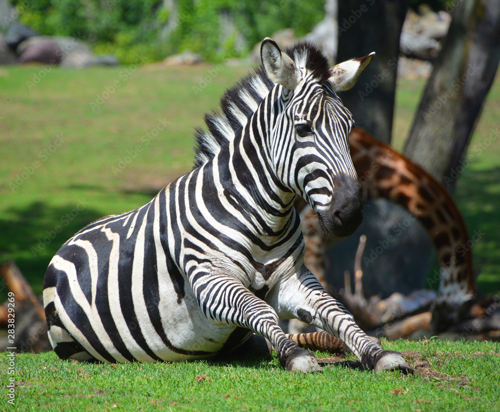 Burchell's zebra is a southern subspecies of the plains zebra. It is named after the British ...