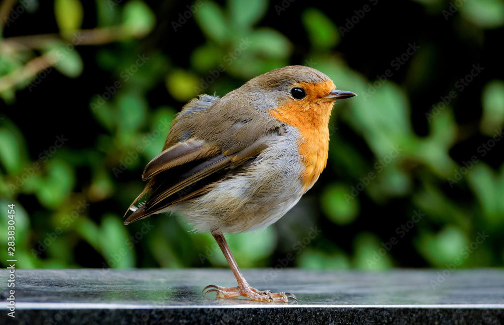 young little robin in front of a blurred green background Stock Photo ...