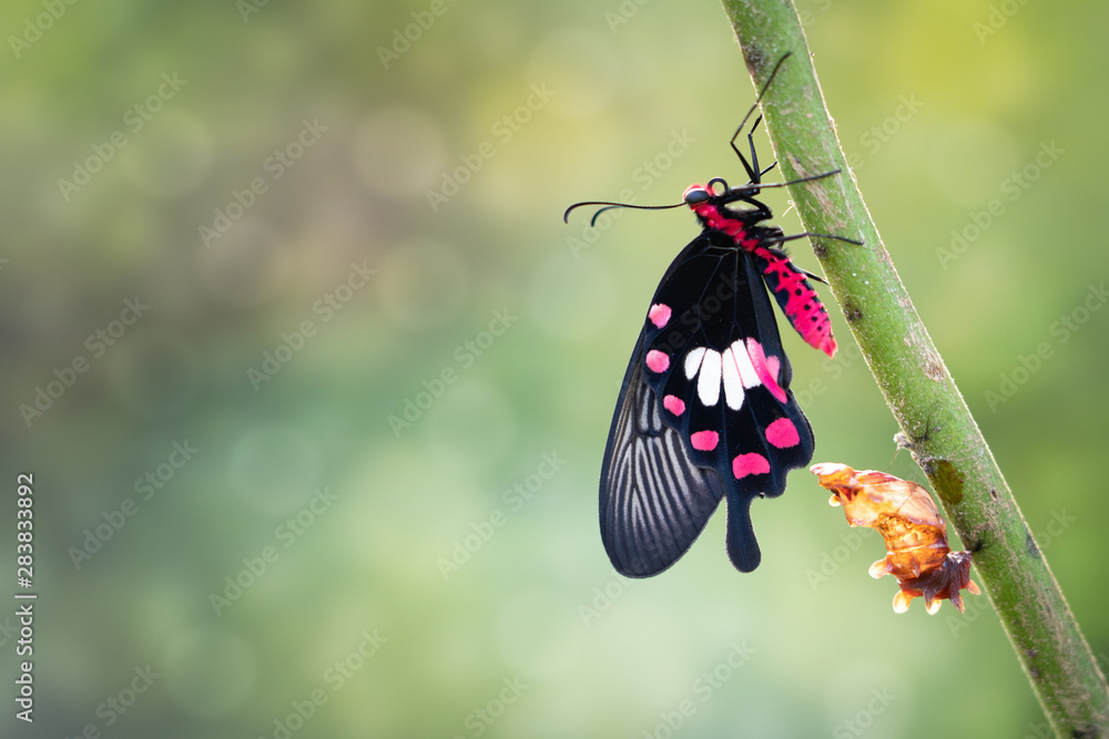 Transformation of common rose butterfly emerging from cocoon, chrysalis ...