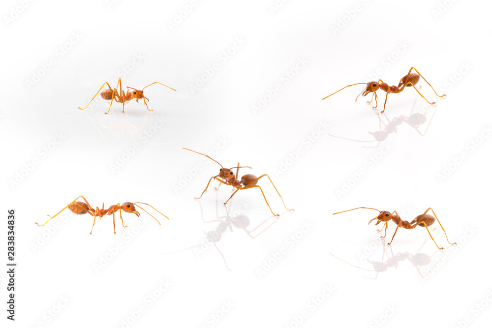 Ant action standing.Ants Work together isolate on white background ...