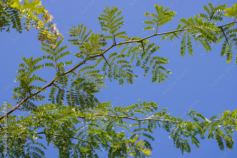 Branches of honey locust tree Stock Photo | Adobe Stock