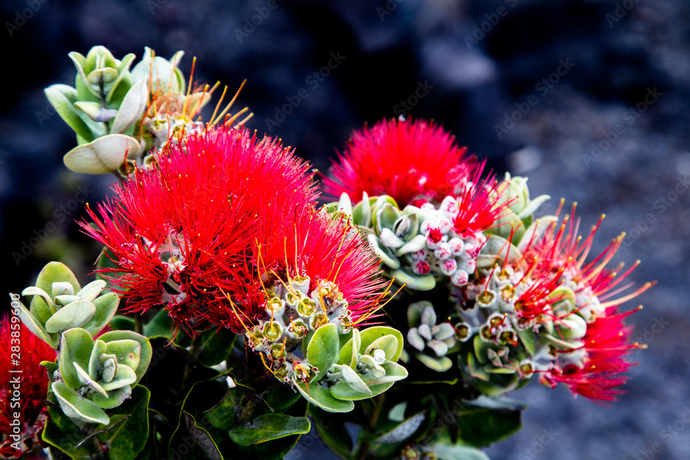 Ohia Lehua, a plant endemic to Hawaii, growing on black lava rocks in ...