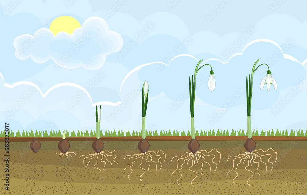 Life cycle of Galanthus nivalis or Common snowdrop. Stages of growth ...