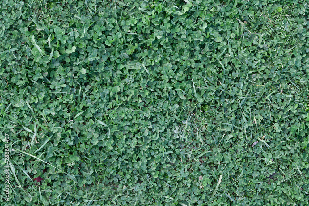 seamless grass texture, shallow vegetation, high resolution seamless ...