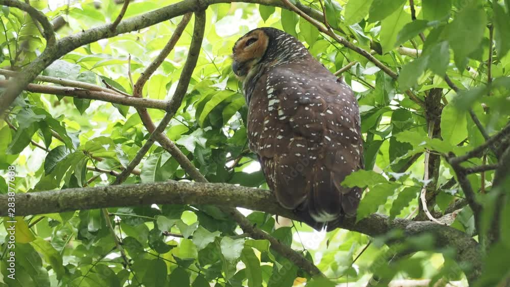 Spotted Wood-Owl - Strix seloputo, owl of the earless owl genus Strix ...