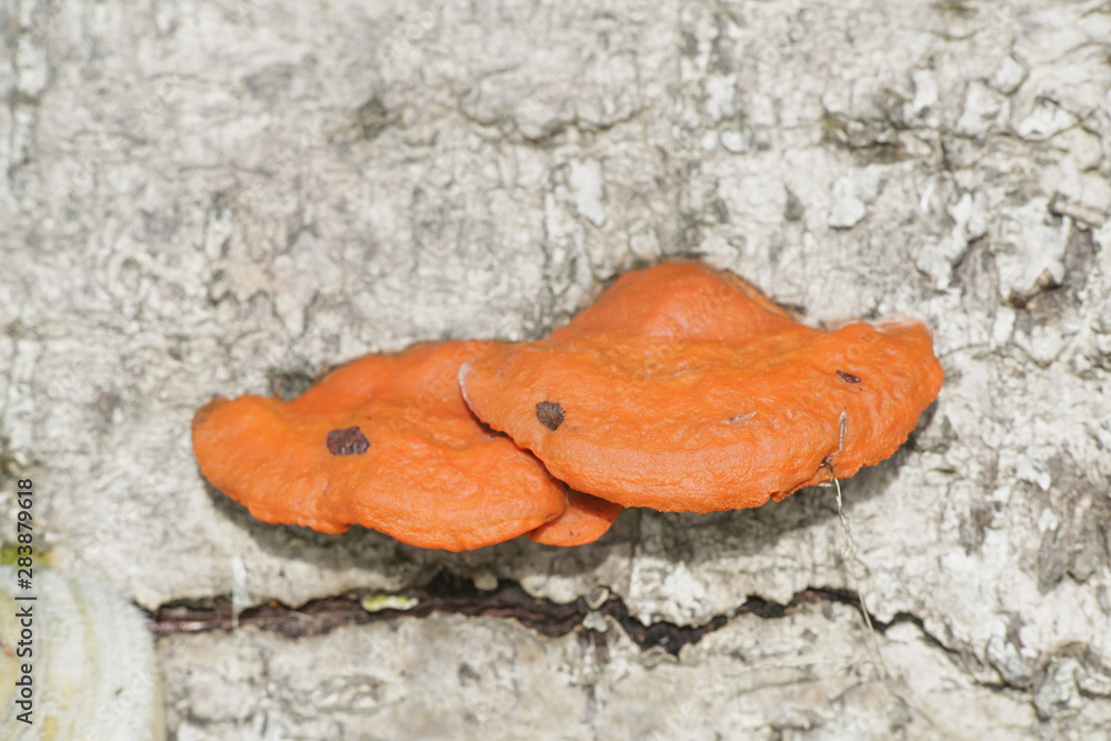 Pycnoporus cinnabarinus, known as the cinnabar polypore Stock Photo ...
