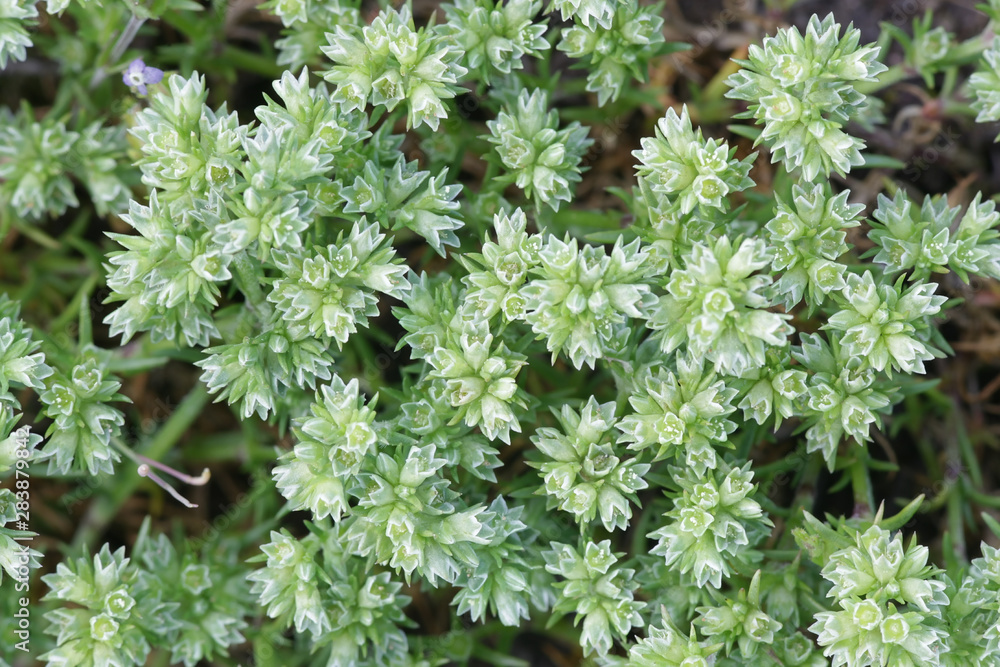 Scleranthus annuus, known by the common names German knotweed and ...