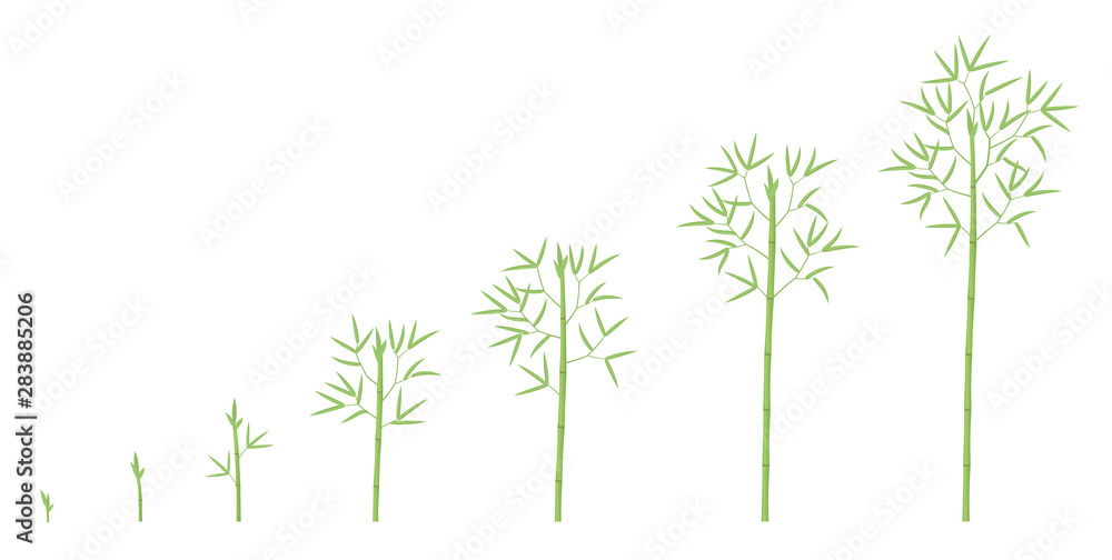 Bamboo growth stages. Bamboos ripening period progression. Bambusa life ...