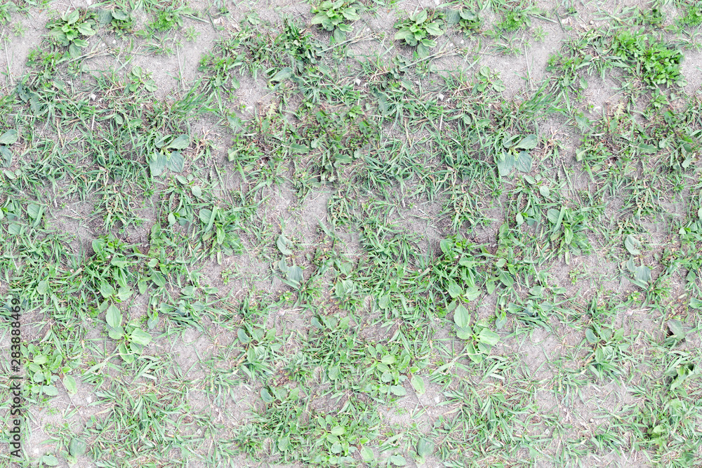 seamless grass texture, trampled grass on the ground, high resolution ...