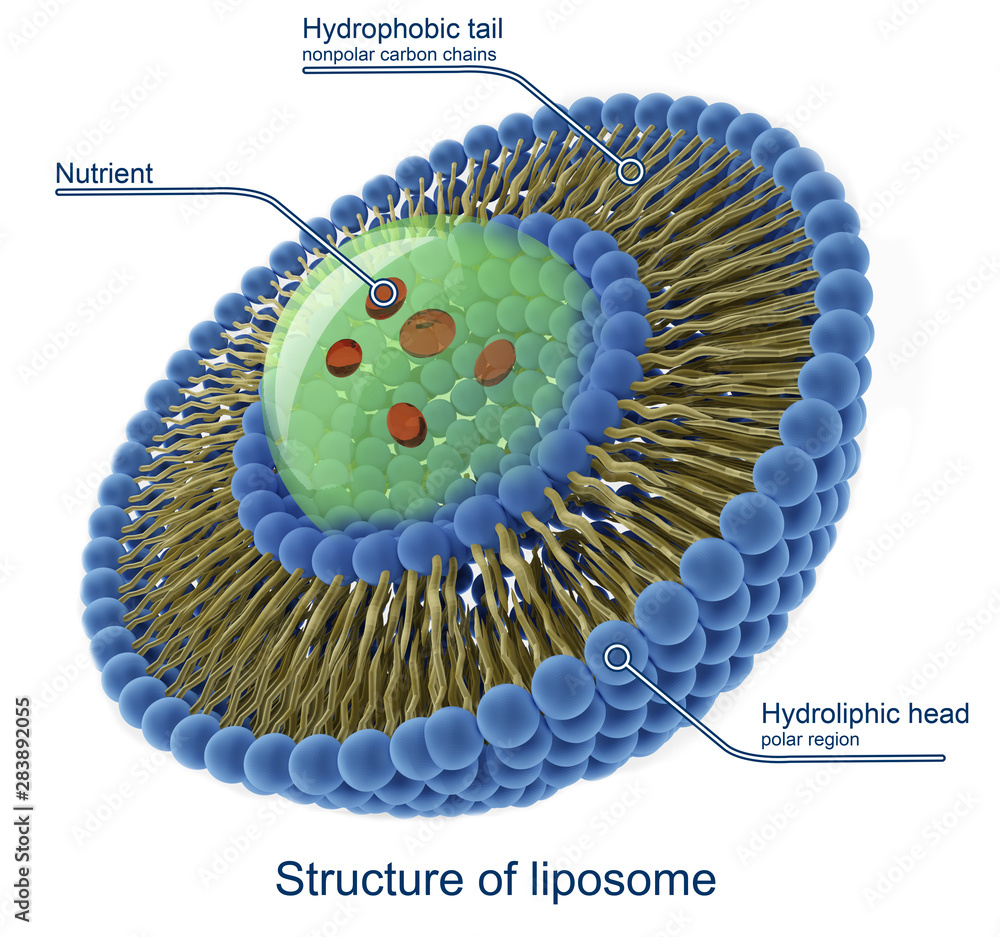 Structure of liposome, Stock Illustration | Adobe Stock