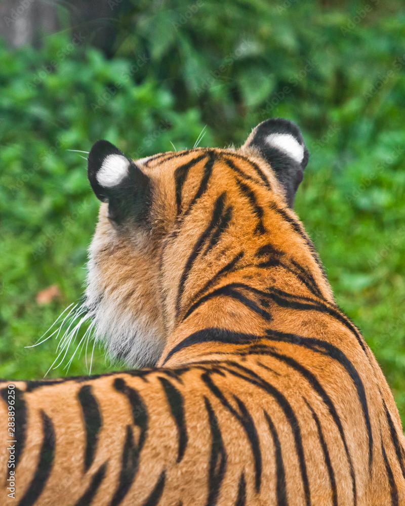 View from the point of view of a tiger on a hunt (view from behind ...