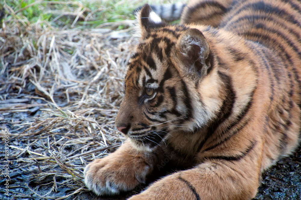 Sydney Australia, young sumatran tiger playing in mud puddle Stock ...