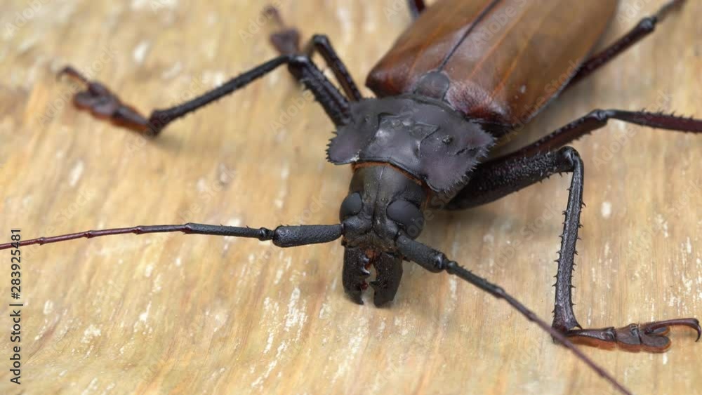 Giant Fijian longhorn beetle from island Koh Phangan, Thailand. Close ...