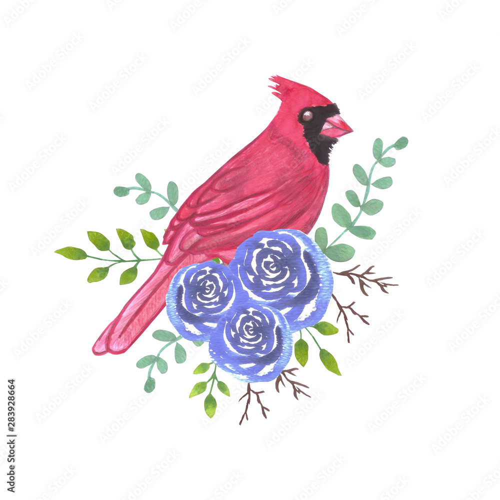 Redbird or Male cardinal on perennial rose flowers watercolor painting ...