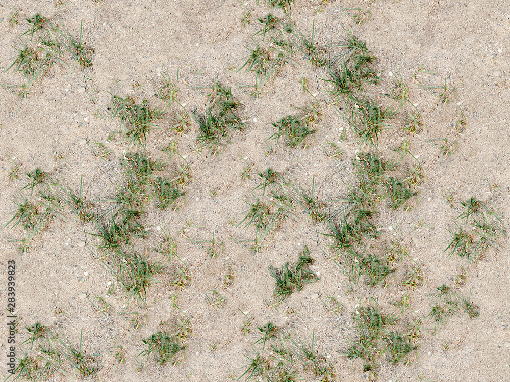 seamless ground texture with small grass, trampled grass, high ...