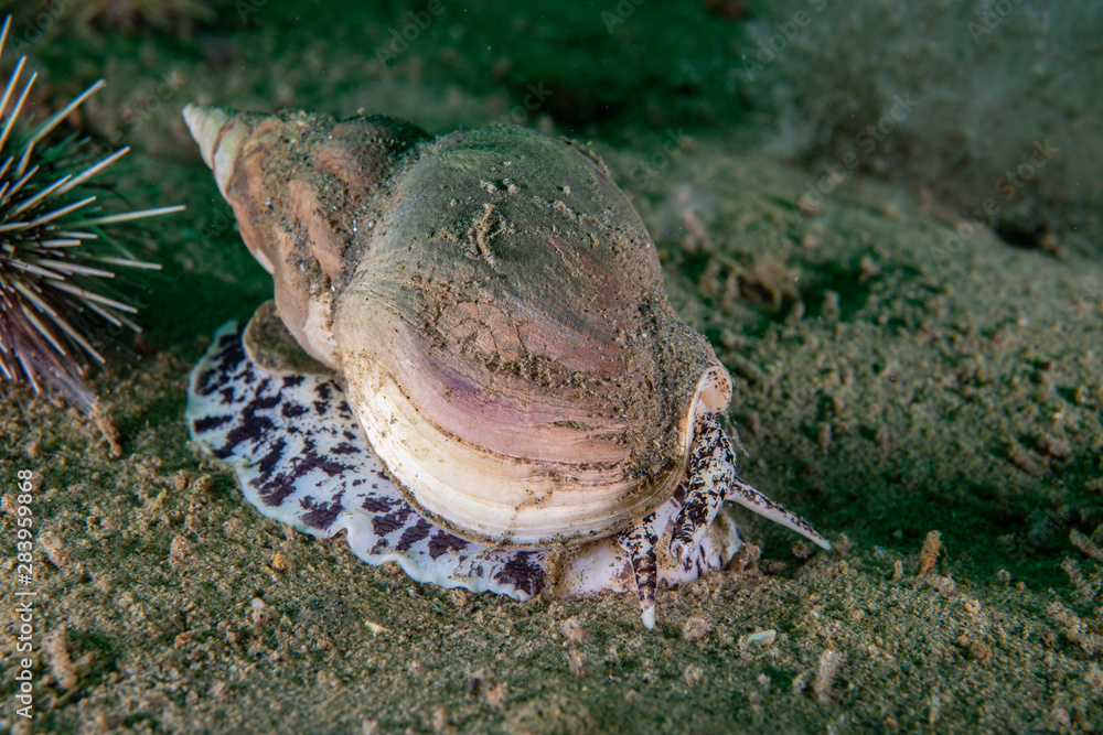 Waved Whelk underwater in the St. Lawrence River. Stock Photo | Adobe Stock