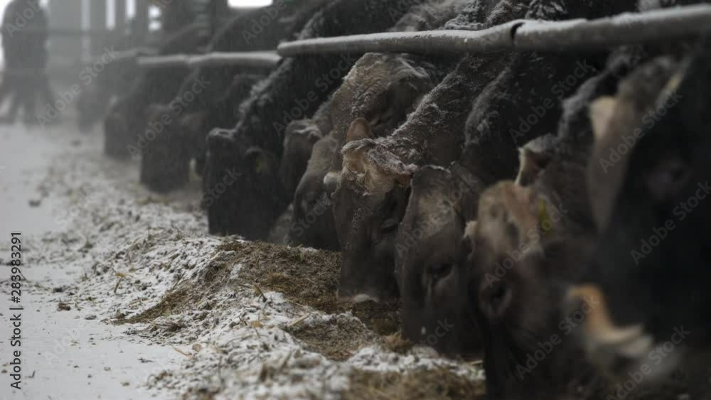Cattle, many black cows standing inside corral, cattle-pen, eating hay ...