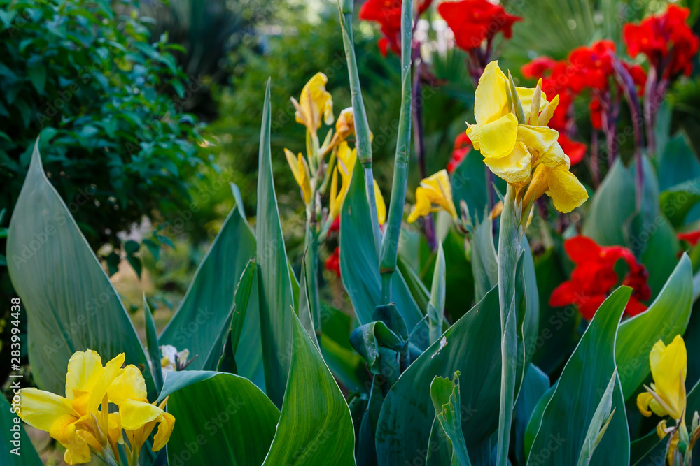 Canna flower also called canna lily in the garden - variety called ...