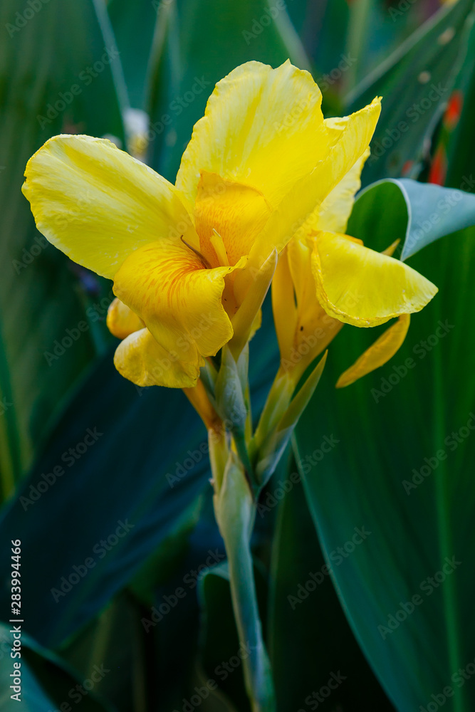 Canna flower also called canna lily in the garden - variety called ...