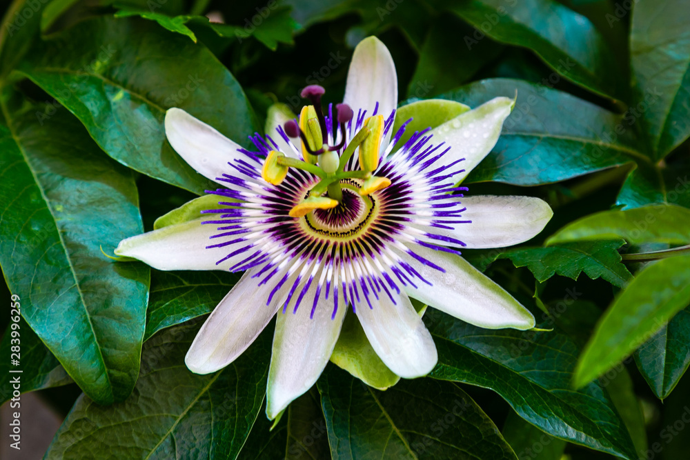 Blue Flower or Passiflora (Passiflora caerulea) leaves in tropical ...