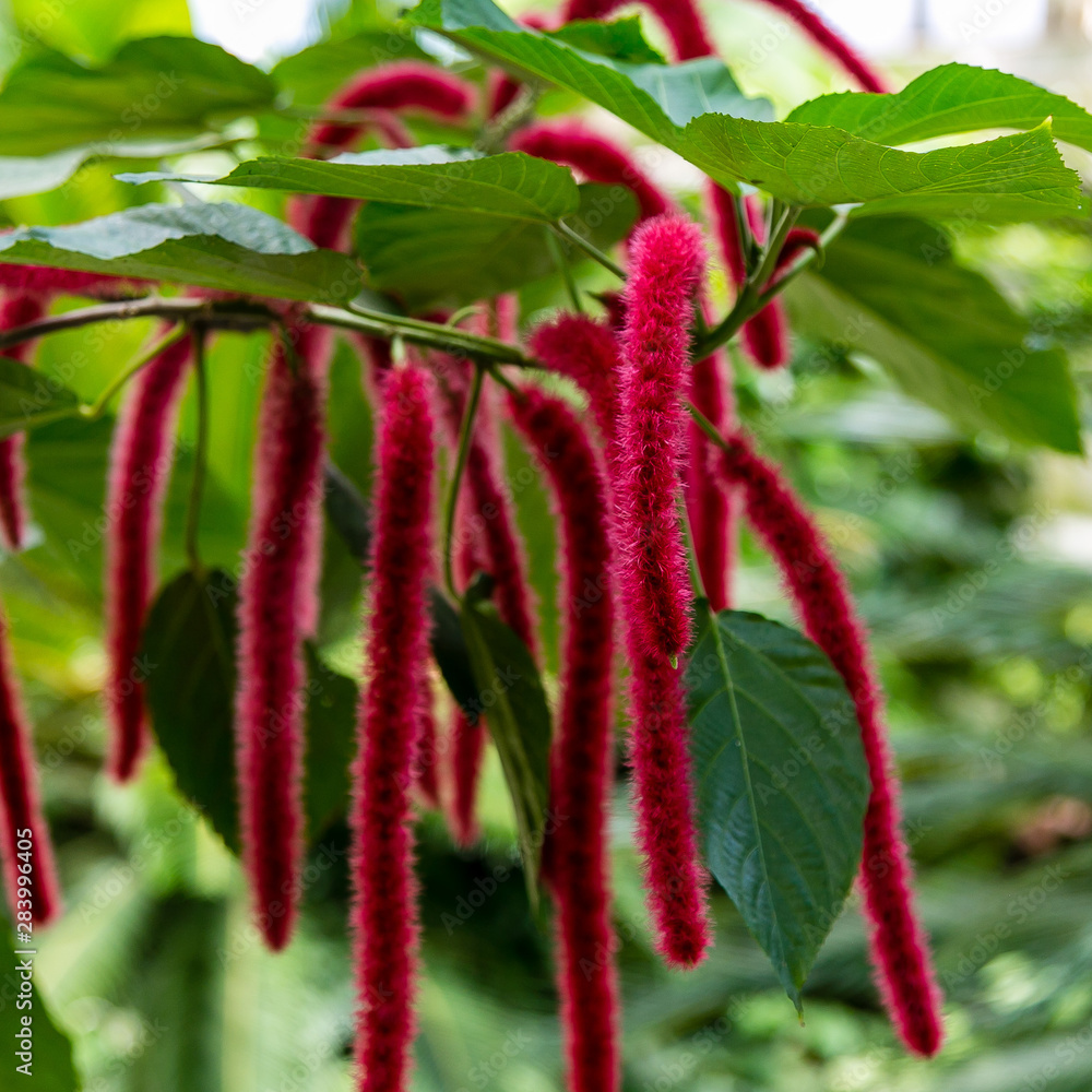 Acalypha plant and sign. Acalypha is a genus of flowering plants in the ...
