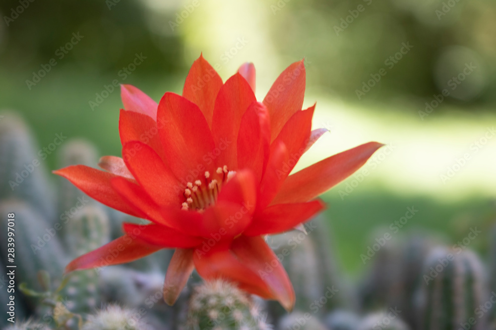 Fleur de cactus Stock Photo | Adobe Stock