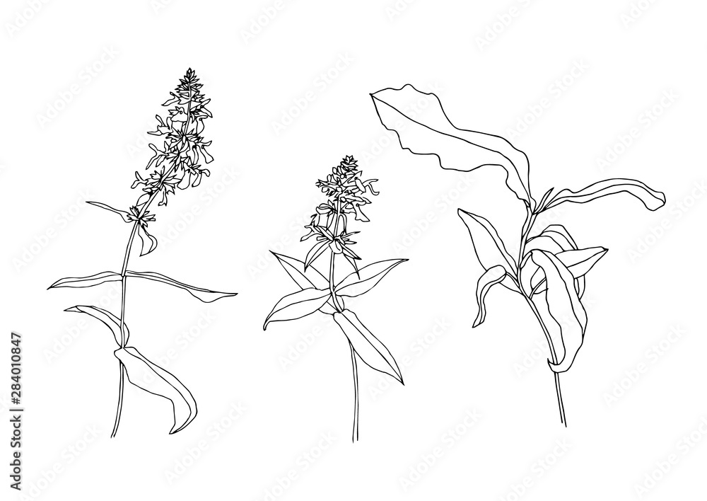 Hand drawn wild flowers set. Outline plants painting by ink pen. Sketch ...