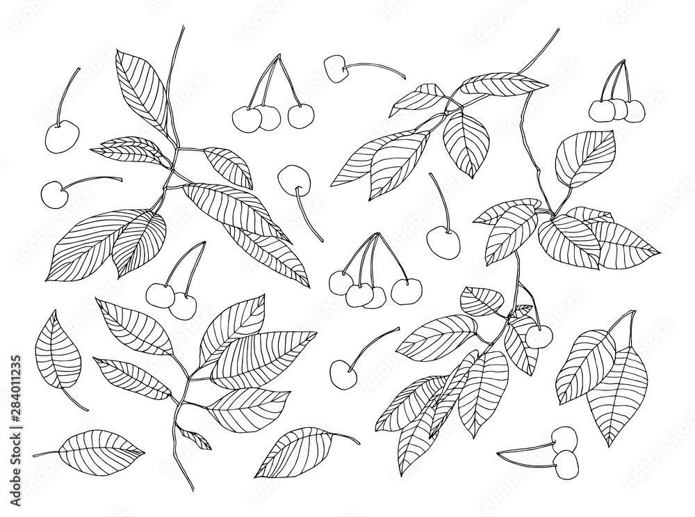 Cherry Leaf Drawing