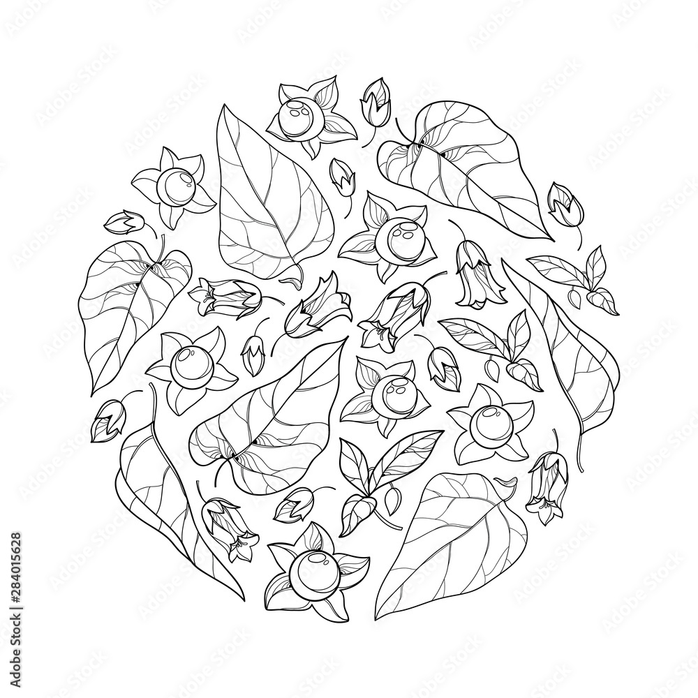 Nightshade Flower Drawing
