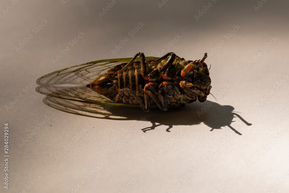 Cicada is a genus of old world cicadas in the family Cicadidae, and the ...