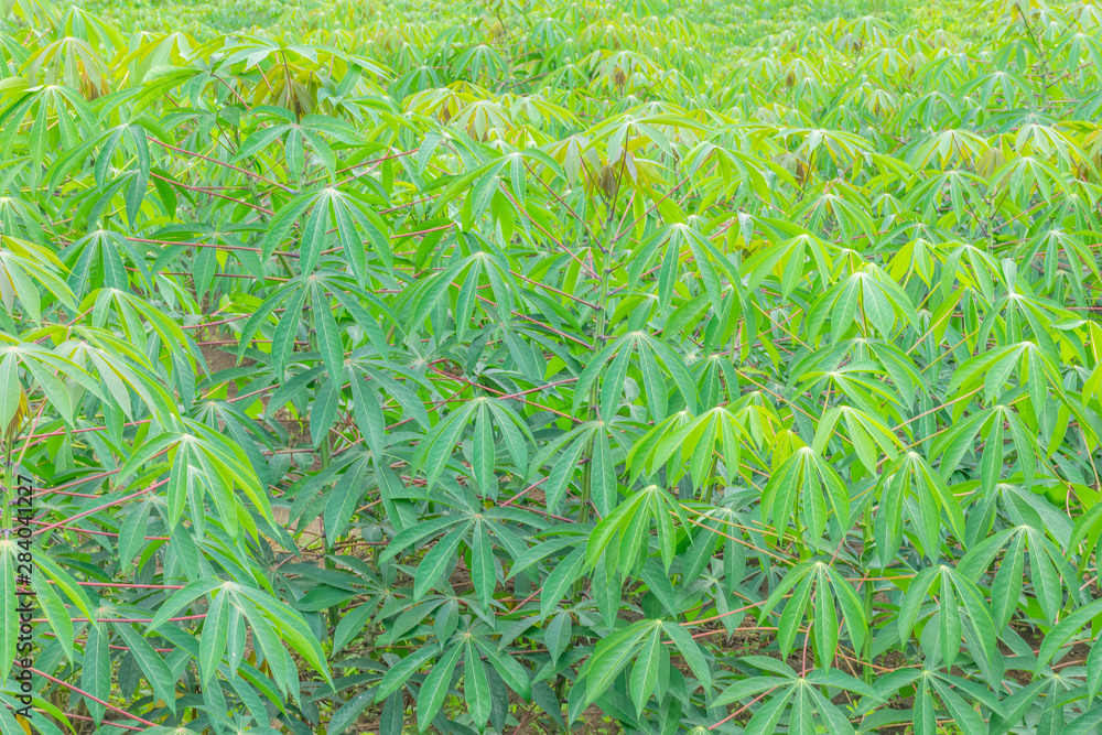 Cassava,Tapioca,plant field, surface texture leaves. Stock Photo ...