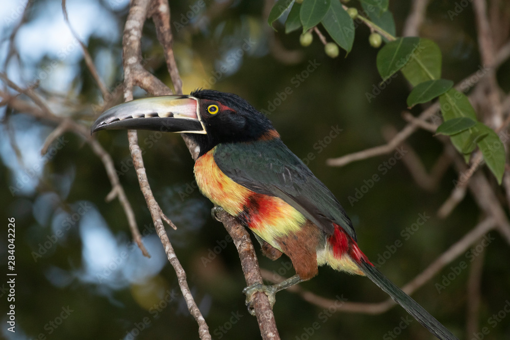 Collared Aracari Stock Photo | Adobe Stock