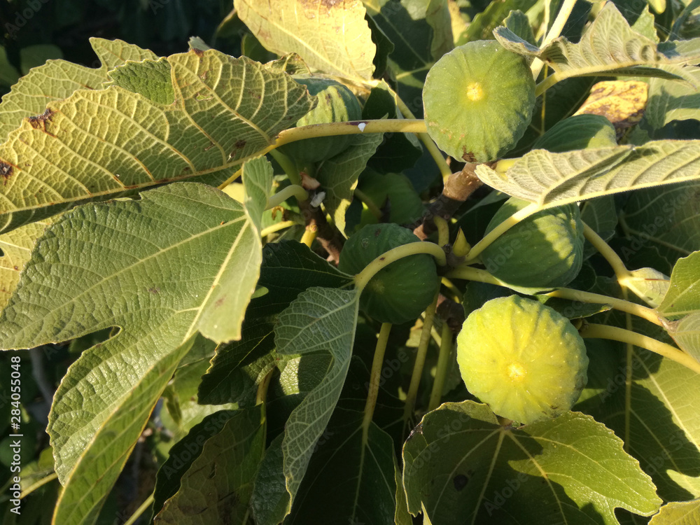 The second fruit of the fig tree, edible with green skin and soft ...