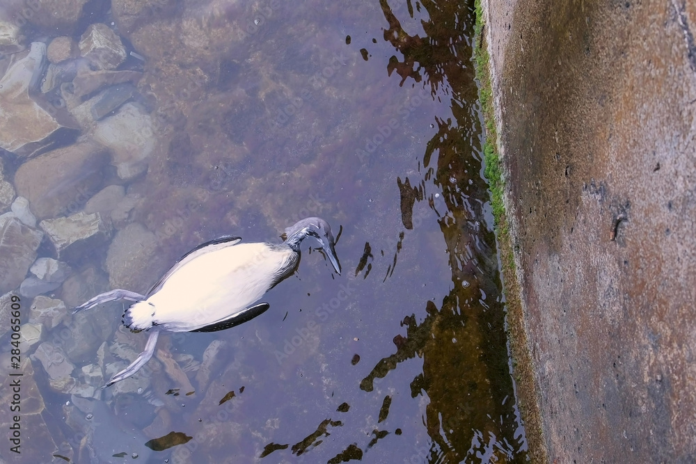 Destruction of the bird population. Body of dead bird at sea water ...