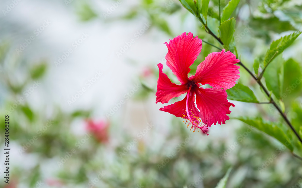 Large elegant red hibiscus chinese rose flower on blurred green natural ...