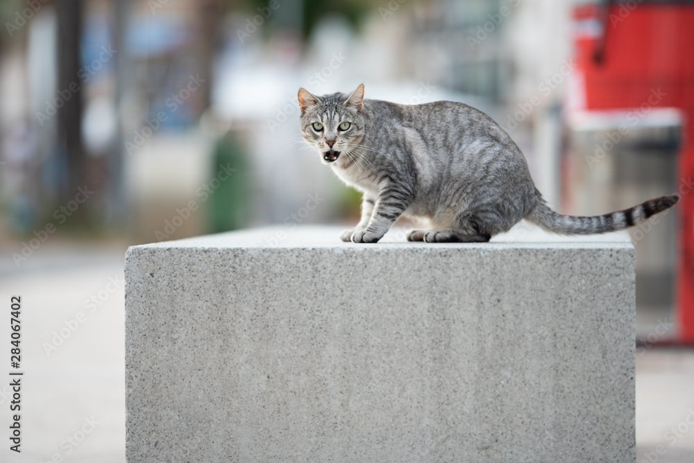 Mallorca 2019: silver tabby stray cat standing on concrete bench with ...