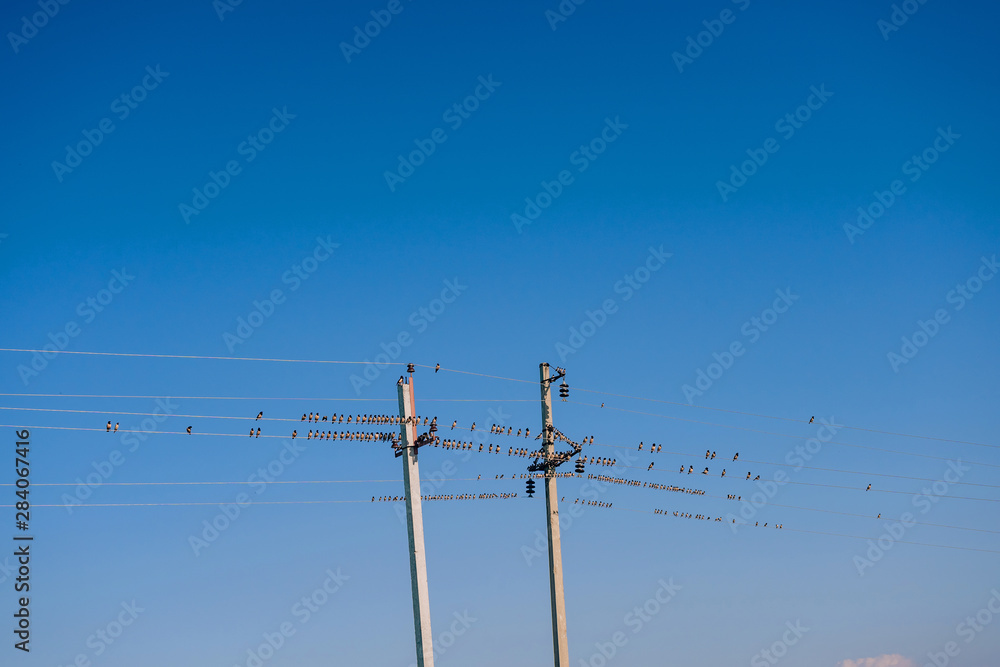 Birds on the wires of the power line. Wild birds on wires in the steppe ...