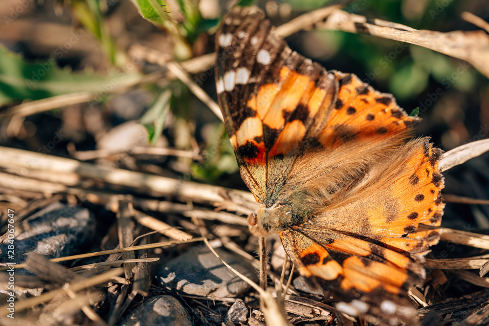 Dead colorful butterfly in the grass by the road. A dead orange ...