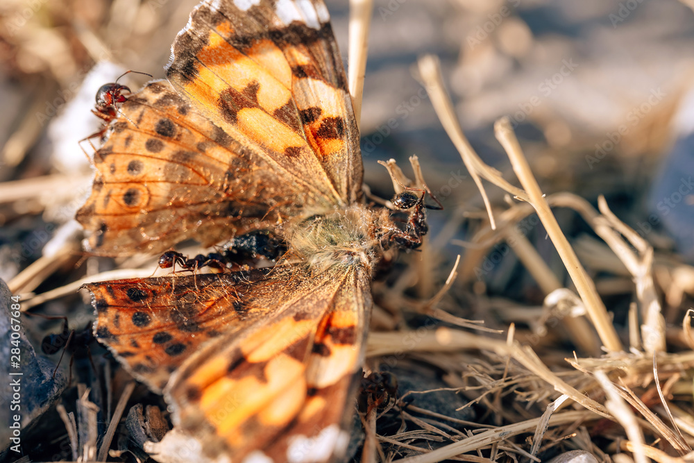 Dead colorful butterfly in the grass by the road. A dead orange ...