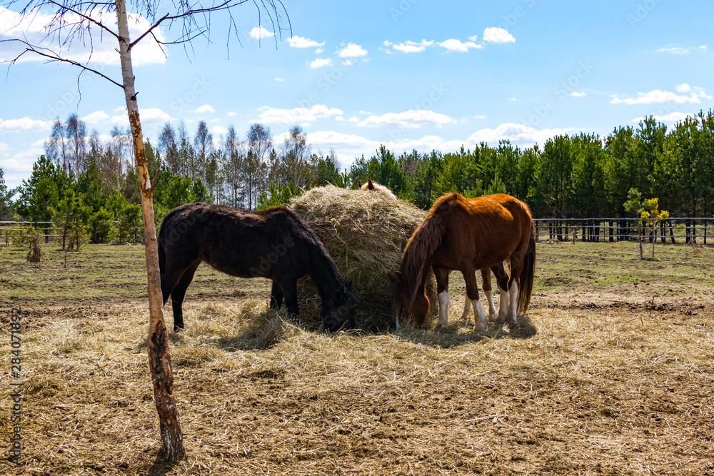 Black Baby Horse Eating Hay