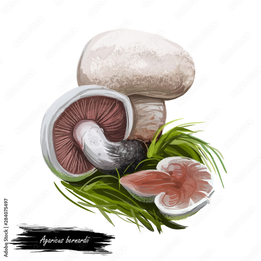 What Phylum Does The Mushroom Agaricus Belong To