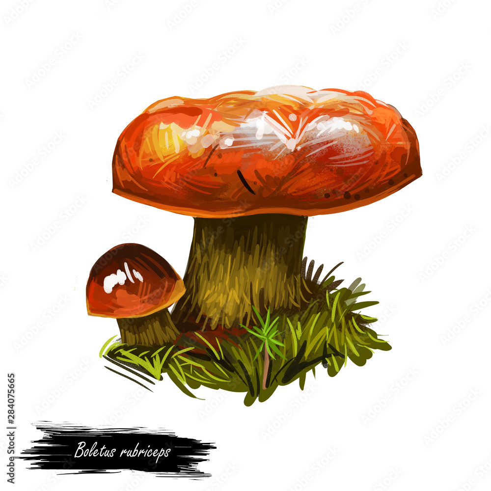 Boletus rubriceps, bolete family Boletaceae digital art illustration ...