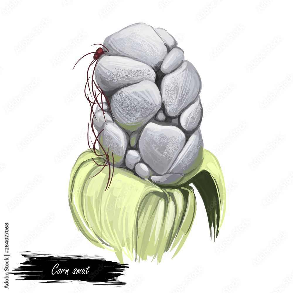 Corn smut pathogenic fungus Ustilago maydis that causes smut on maize ...