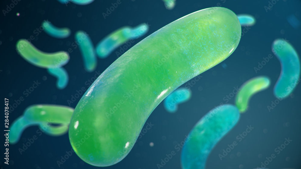 Rod-shaped bacteria, bacteria in intestines living organism as ...