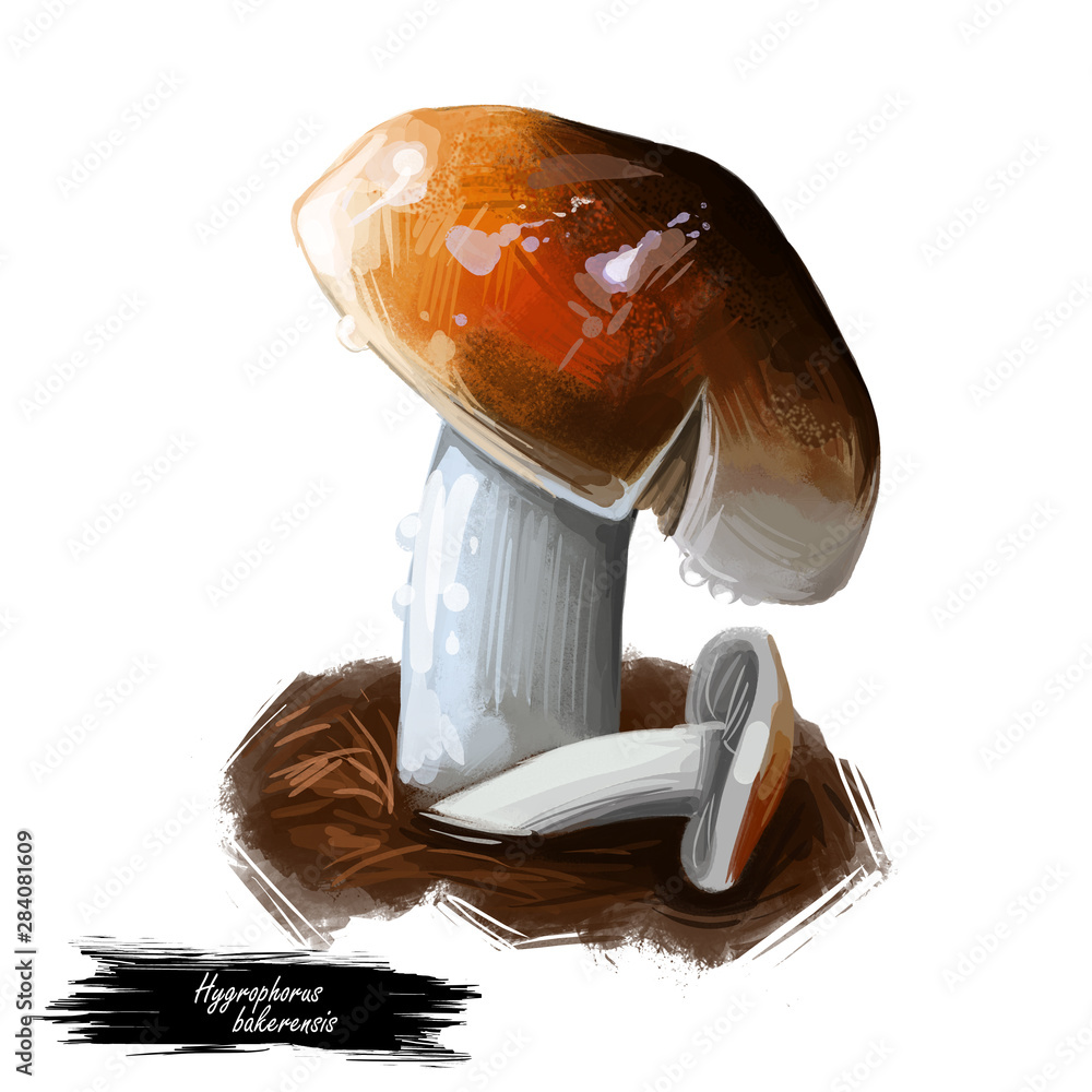 Hygrophorus bakerensis Mt. Baker waxy cap, brown almond or tawny ...