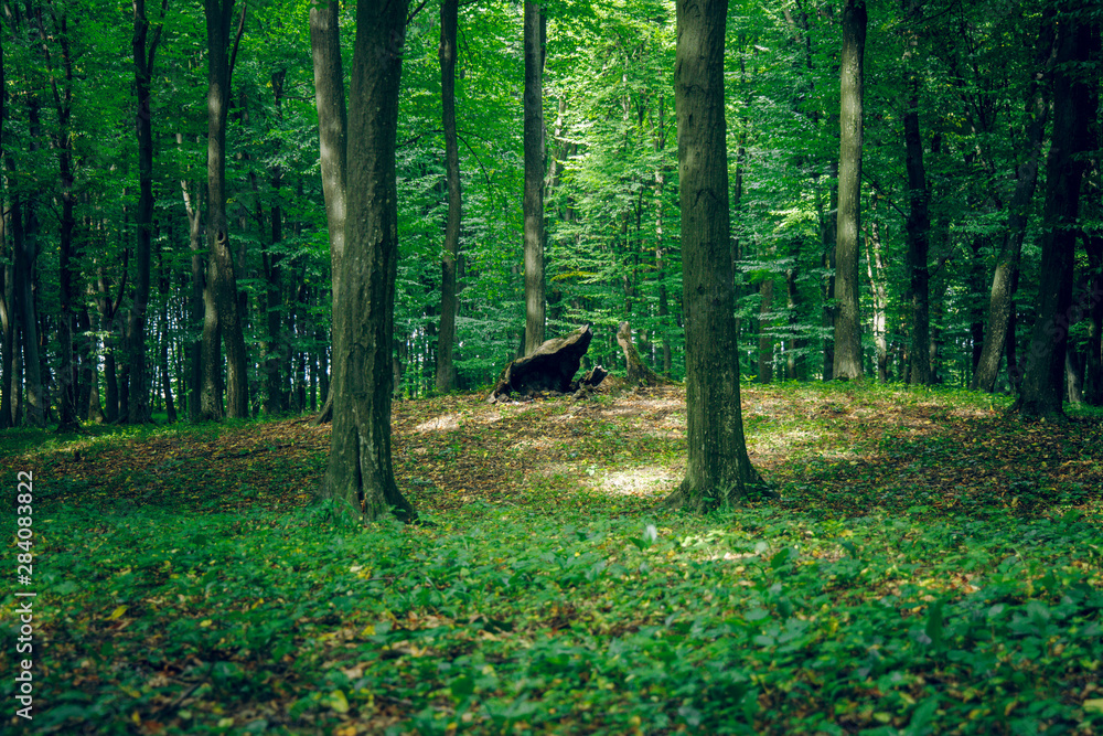 deep green forest background wallpaper scenic landscape natural view ...