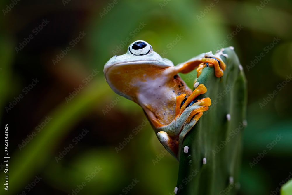 flying tree frog, javan tree frog, wallace frog, rhacophorus ...