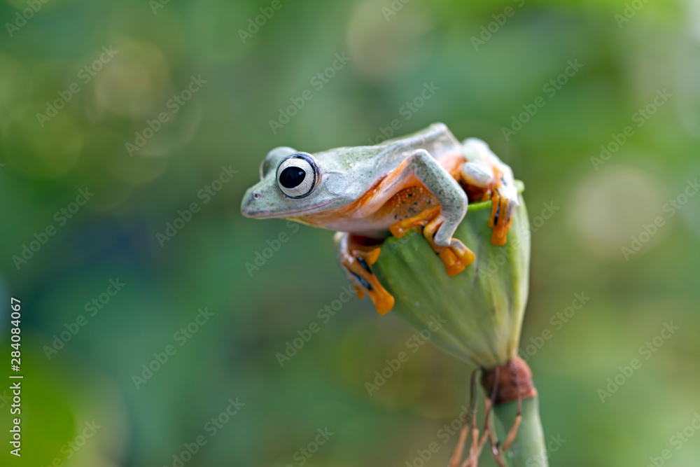 flying tree frog, javan tree frog, wallace frog, rhacophorus ...