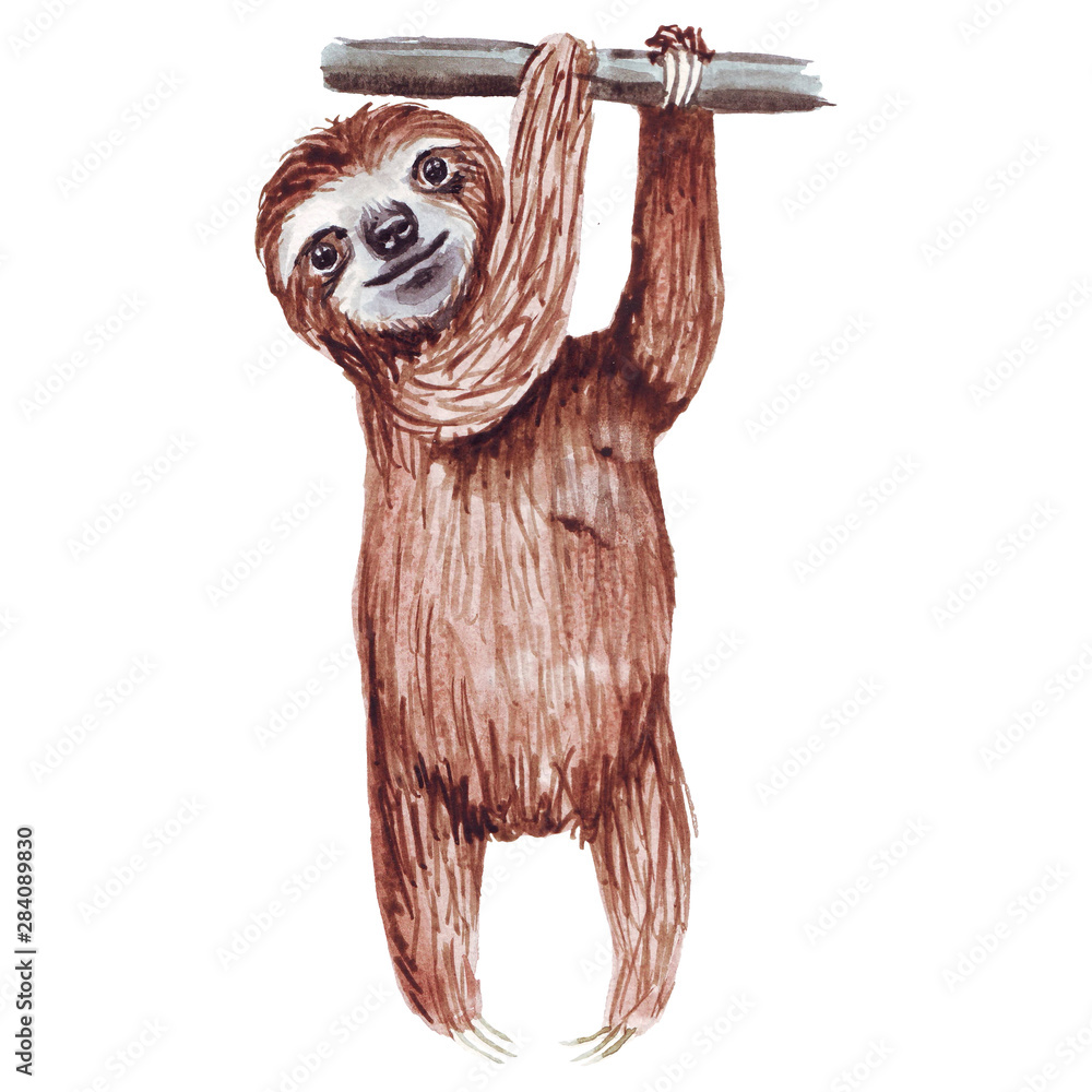 Sloth Standing Up