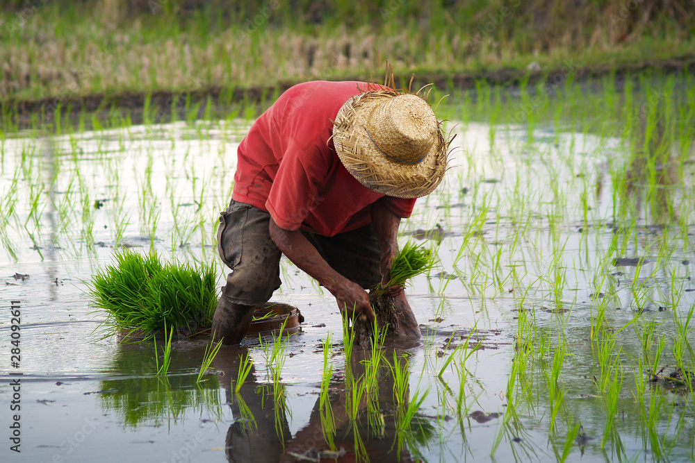 Rice worker planting rice in rice field Stock Photo | Adobe Stock